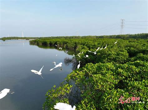多彩栖息地守护红树林打造亮丽生态名片 广东省国土空间生态修复协会