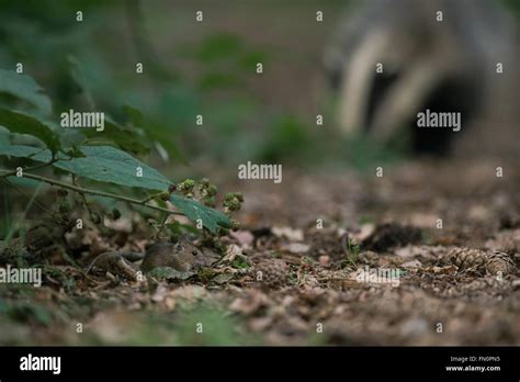 Mouse Hiding From Predator Hi Res Stock Photography And Images Alamy