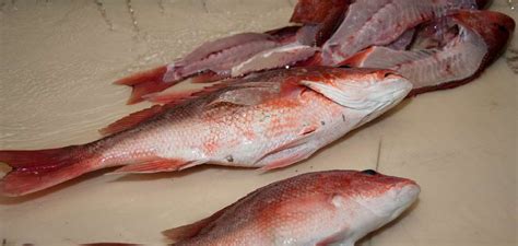 How To Catch Redfish 10 Easy Tips 2025