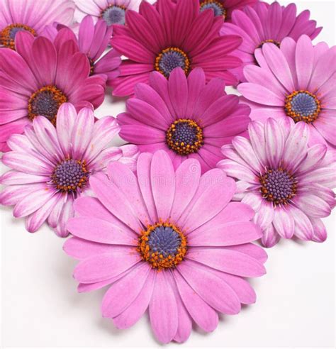 344 221 Daisy Photos Free Royalty Free Stock Photos From Dreamstime