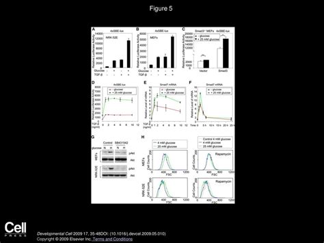 Essential Role of TGF β Signaling in Glucose Induced Cell Hypertrophy ppt download