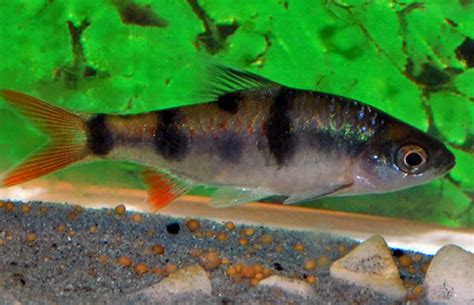 Dawkinsia Tambraparniei Xl Barbeel Arulius Heevis