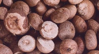 How Dangerous Is The Betel Nut