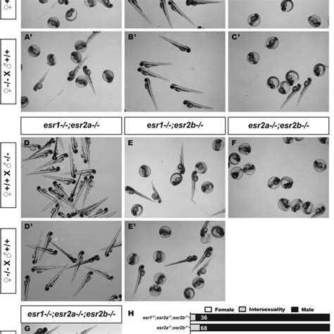 Sex Ratio And Embryonic Development Of Esr1 Esr2a And Esr2b Single Download Scientific