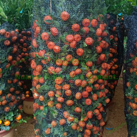 Jual Pohon Jeruk Kimkit Sudah Berbuah Hiasan Imlek Kab Bogor Nuansa Indah Plant Rumput