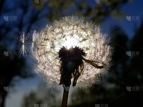 阳光透过白色毛茸茸的蒲公英照射过来特写有选择性的重点