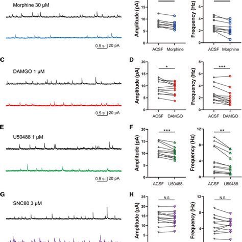 Activation Of Opioid Receptors Reduces The Inhibitory Transmission Of
