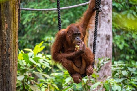 World Orangutan Day 5 Of The Best Places To See Orangutans In The Wild