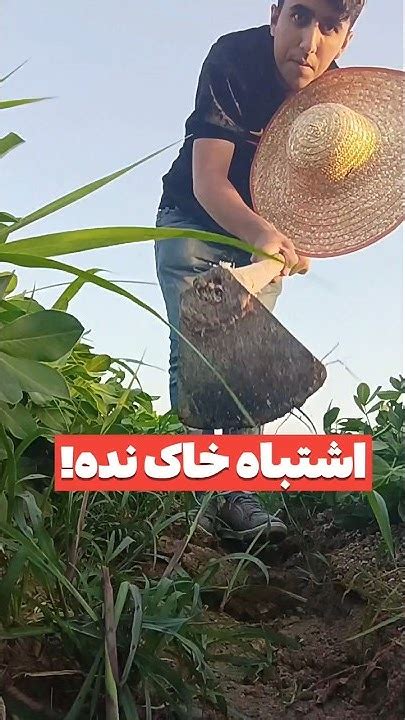 خاک دهی درست بادام زمینی Youtube