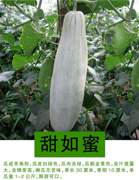 牛角瓜属 植物 沙漠 第6页 大山谷图库