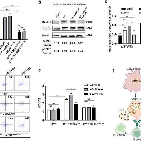 Mdscs Induce B10 Cell Differentiation Through Baff Baff R Pathway A B Download Scientific