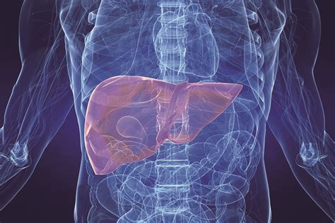 Echinococcus Granulosus Vircell