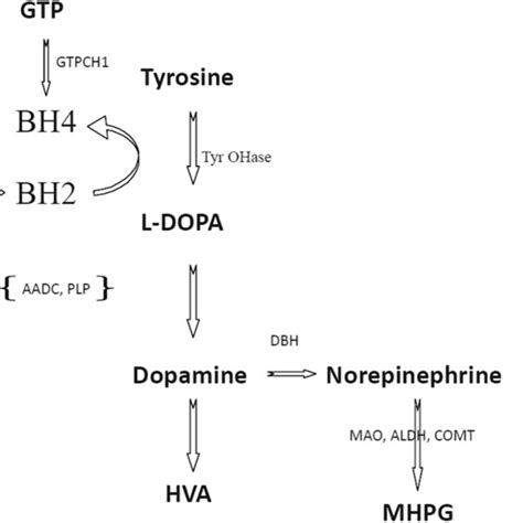 Rodan Et Al 2015 Monoamine Synthesis Pathway Metabolic Pathways Of Download Scientific