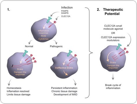 Relationship Of Neutrophil Clec12a Expression To Inflammatory Disease