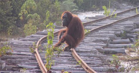 팜유 농장·밀렵에보르네오섬 오랑우탄 16년 새 15만마리 감소