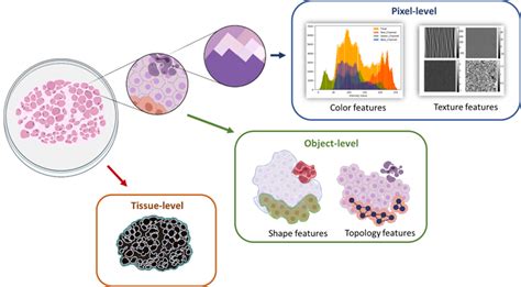 digital pathology image analysis update bmd software