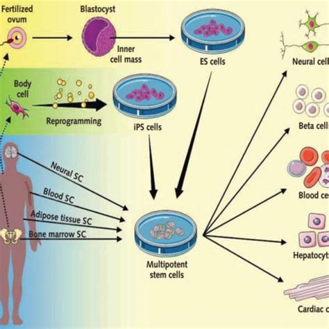 3 Diagram Representation Of Pcdna3 1 V5 His Topo Ta Cloning Vector Download Scientific Diagram