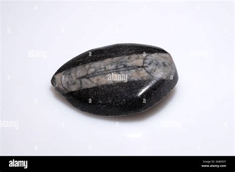 Polished Natural Trilobite Fossil Showing Clear Segmented Structure In Contrasting Stone Matrix