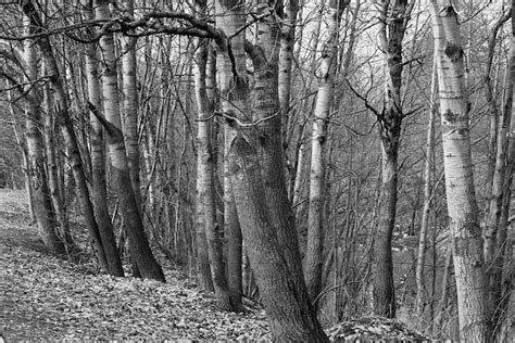 Premium Photo Tree Trunks Closeup In Black And White Photos