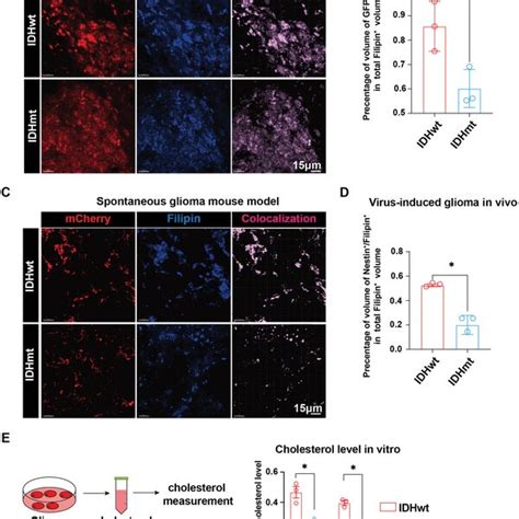 Idh Genotypes Orchestrate Distinct Cholesterol Abundance In Gliomas A