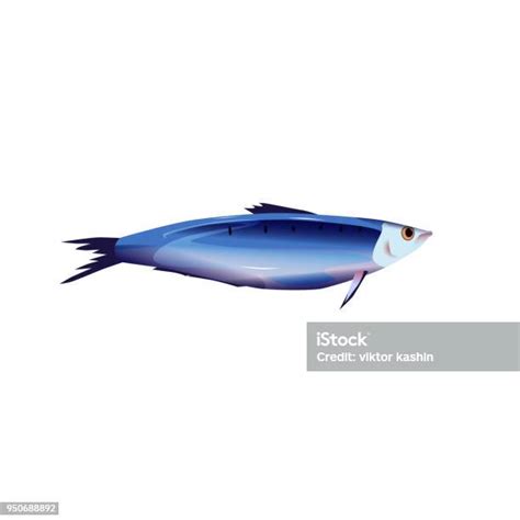 물고기 벡터 일러스트 레이 션 흰색 바탕에 고립 된 개체입니다 해산물 제품 레스토랑 메뉴입니다 손으로 그린 그림 강에 대한 스톡 벡터 아트 및 기타 이미지 Istock