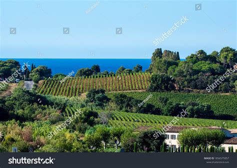 14399 프로방스 장미 이미지 스톡 사진 및 벡터 Shutterstock