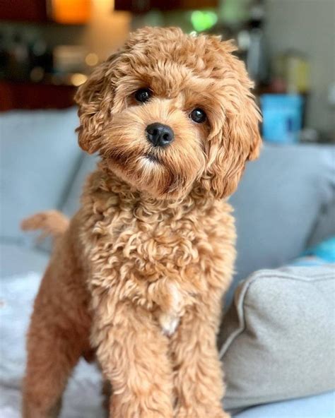 Cavapoo Puppies Information Characteristics Facts Videos Cavapoo