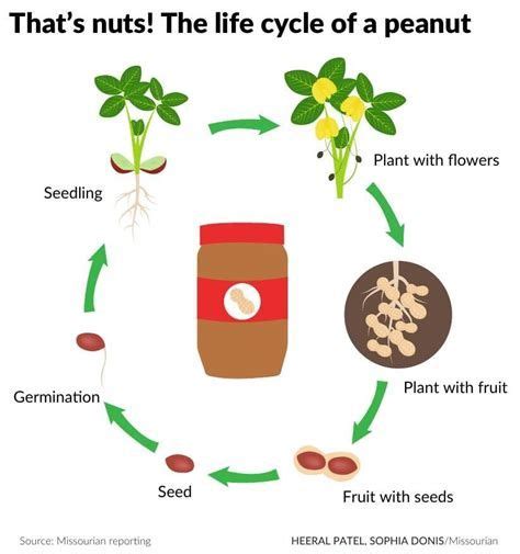 Classifying Triangles Card Sort Activity Pdf And Digital Classifying