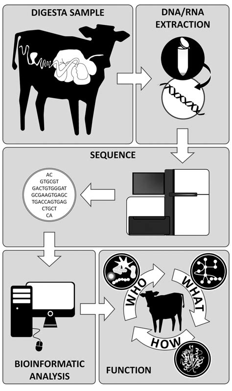 Steps Used In Omics Techniques As Applied To The Rumen Microbiome Download Scientific
