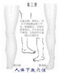 足三里穴位位置图 功用 主治病症 标准定位 取法 刺灸法