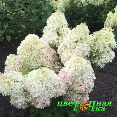 Гортензия метельчатая Royal Flower | flowerdot
