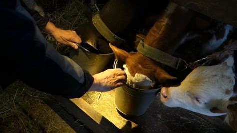 Крупно рогатый скот кормление и уход смотреть онлайн все 20 видео от Крупно рогатый скот