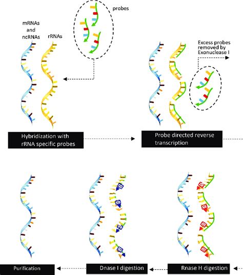 Reverse Transcriptase Mediated Ribosomal Rna Depletion Rtr2d Download Scientific Diagram