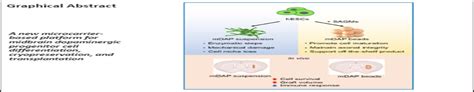 one step cell biomanufacturing platform porous gelatin micr