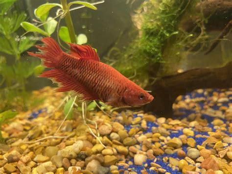 Betta Type And Sex Rbettafish