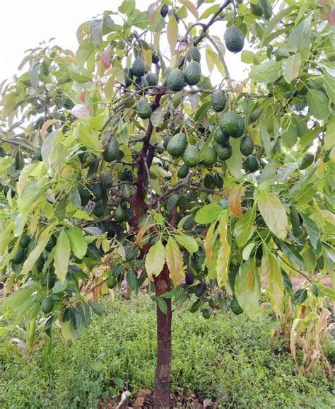 Hass Avocado Grow Guide Tropical Tree Guide