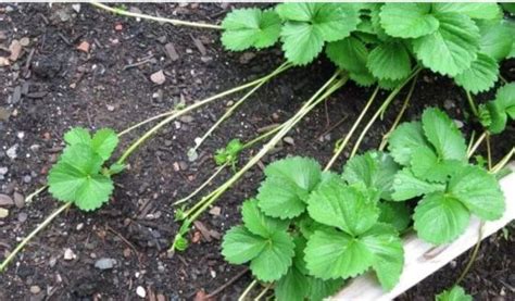 Чим та коли обробляти полуницю від шкідників Читайте на Ukr Net