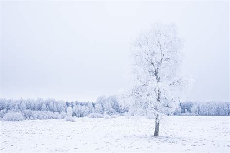 얼음 차가운 겨울 숲에서 서리가 내린 나무 그리고 지상입니다 자연에는 온도 고정 합니다 눈 덮인 자연 환경입니다 나무 눈 및 하늘입니다 0명에 대한 스톡 사진 및 기타