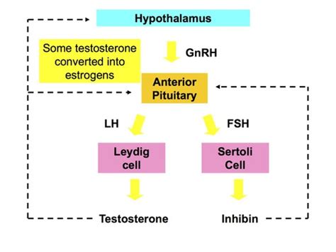 Pt Assessment Module 3 Sex Hormones Flashcards Quizlet