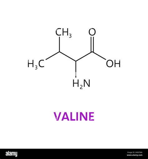 Valine Structure C5h11no2 Valine Amino Acid Molecule Royalty Free