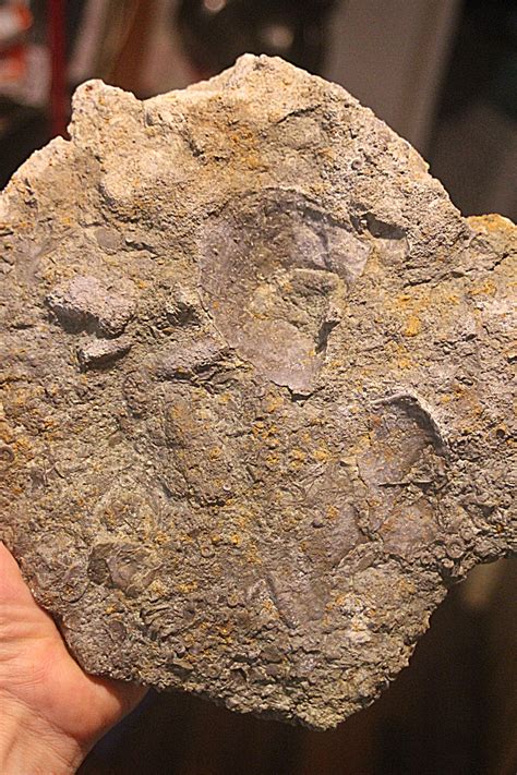 Interesting Fossils Shells Fossil Id The Fossil Forum