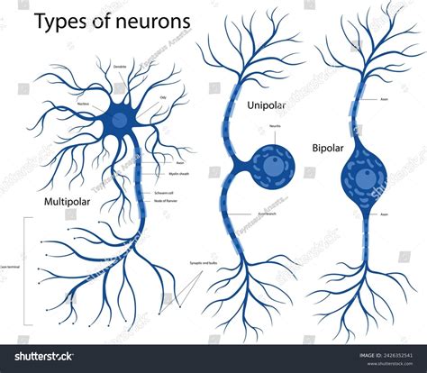 Types Neurons Bipolar Unipolar Multipolar Structure Stock Vector Royalty Free 2426352541