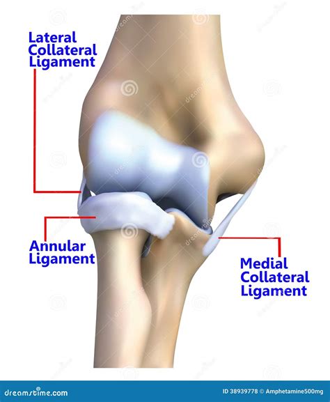 Elbow Ligaments With Medical Medial Or Lateral Xray Structure Outline