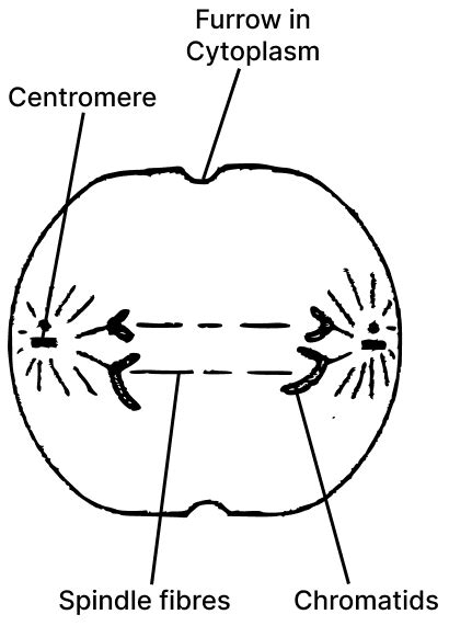 Anaphase Diagram