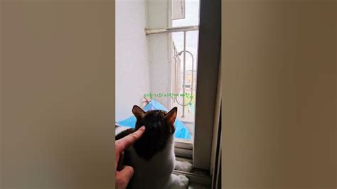 우리 사랑하게해주세요 사랑하게해주세요사랑이죄가어니잖아요냥이둘기와사랑에빠지다당췌언제까지바라봄두리떠날