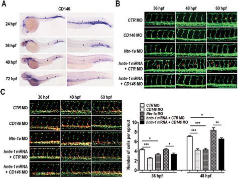 Cd146 Mediates Netrin 1 Induced Angiogenesis In Zebrafish A Cd146