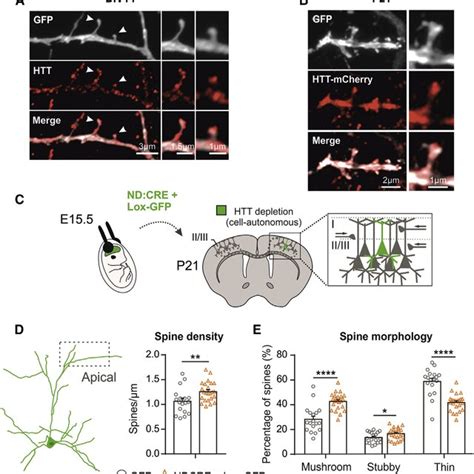 Postsynaptic Huntingtin Regulates Dendritic Spine Morphology A Htt