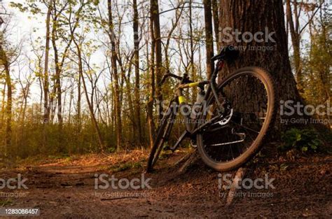 숲에서 산악 자전거 자갈 자전거는 일몰에 숲 길에 나무 옆에 서있다 활동적인 라이프 스타일 컨셉 건강한 생활방식에 대한 스톡 사진 및 기타 이미지 Istock