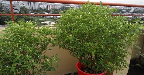 Rooftop Gardening Album On Imgur