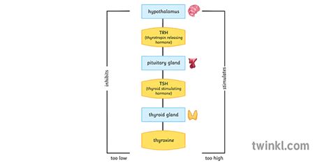 Thyroxine Negative Feedback Science Flow Chart Body Secondary